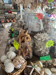 Souvenir Store in Destin | Fantasea Scooters